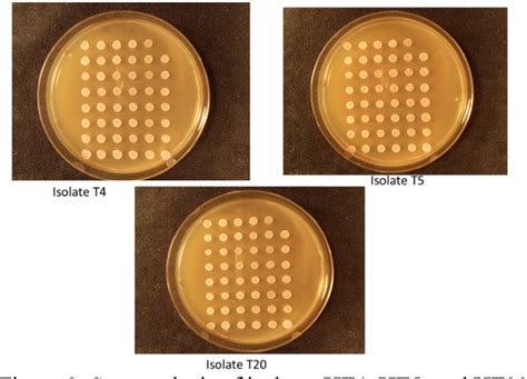 Figure 2 From Colony Morphology Of Yeast Isolates From Tuak And Its