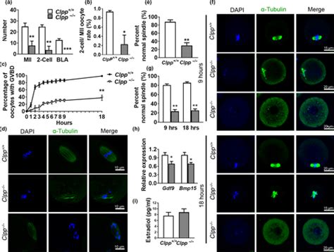 Mitochondrial Unfolded Protein Response Gene Clpp Is Required To Maintain Ovarian Follicular