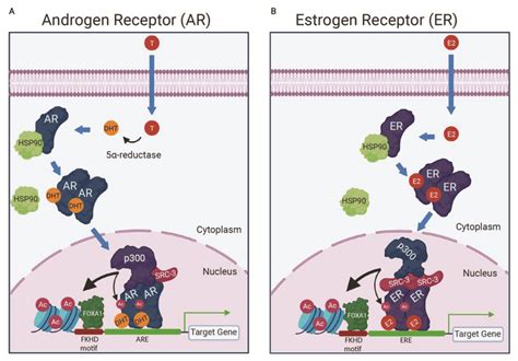 Nuclear Hormone Receptor Signaling A An Overview Of The Androgen Download Scientific Diagram