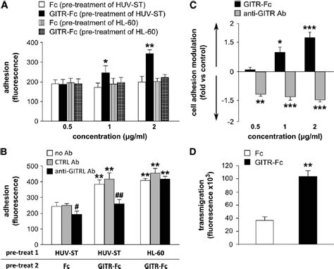 Gitr Fc And Anti Gitr Treatment Modulates Adhesion Of Differentiated Download Scientific