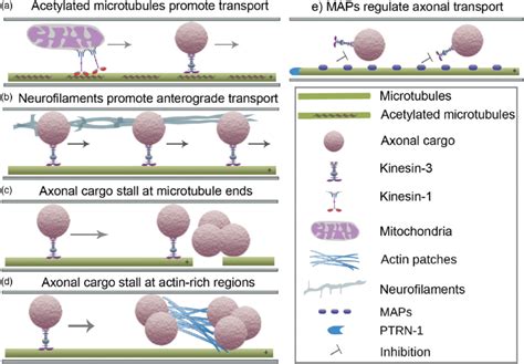 Role Of The Neuronal Cytoskeleton In Axonal Transport A Acetylation