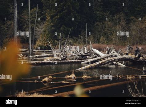 A Many Tree Trunks Fall And Float On River With Trees And Plants In The