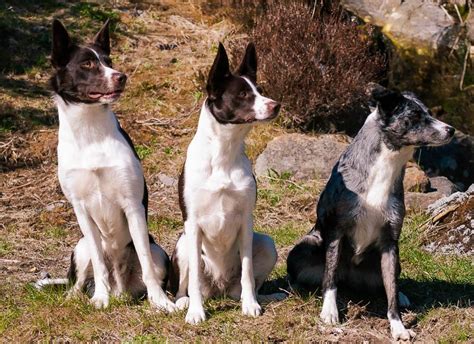 Temakveld Passering Fanahallen As
