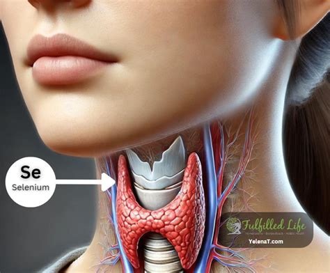 Selenium Essential Nutrient For Thyroid Health Doctor Of Holistic Health