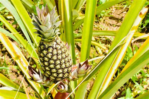 건강식품 경작 계절 과일 과즙이 많은 날 것 노란색 녹색 농업 농작물 농장 높은 각도보기 달콤한 성장 수확 식물 식물 생활 식물군 식물의