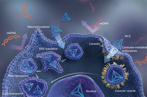 Advances In Regenerative Medicine Applications Of Tetrahedral Framework Nucleic Acid Based