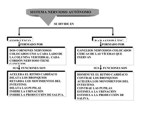 Cuadro Sinoptico Del Sistema Nervioso Autonomo Ajore