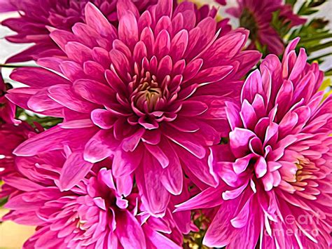 Large Chrysanthemum Flowers Art