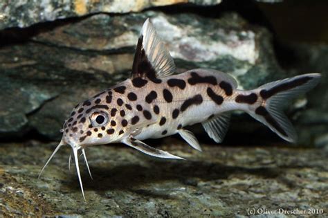 Synodontis Pardalis