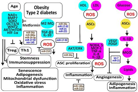 Aging And Metabolic Reprogramming Of Adipose Derived Stem Cells Affect