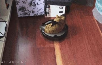 Cat On Vacuum  Cats Shark Roomba Discover And Share S