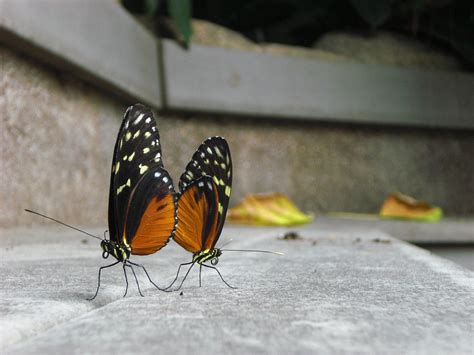 Best Of Class Insects This Is One Of The Four Photos I E Flickr