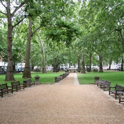 London Plane Platanus X Hispanica Plant Care And How To Grow Water