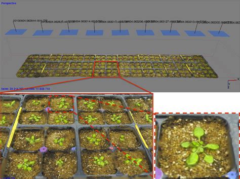 Figure 1 From Quantifying Time Series Of Leaf Morphology Using 2d And
