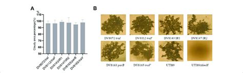 Motility And Yeast Agglutination Assay Of Transponson Insertional