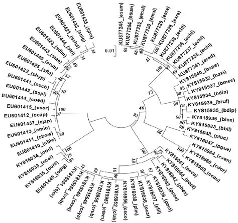 The Phylogenetic Relations Was Inferred Using The Maximum Likelihood Download Scientific