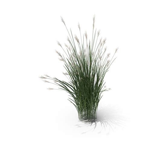 Grass Png Images And Psds For Download Pixelsquid