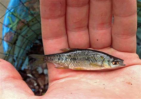 Golden Shiner Juvenile How To Hook A Shiner Outdoor Life