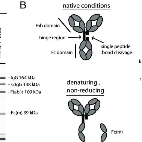 Accumulation Of A Single Cleaved Proteolytic Product Of Igg In Vitro