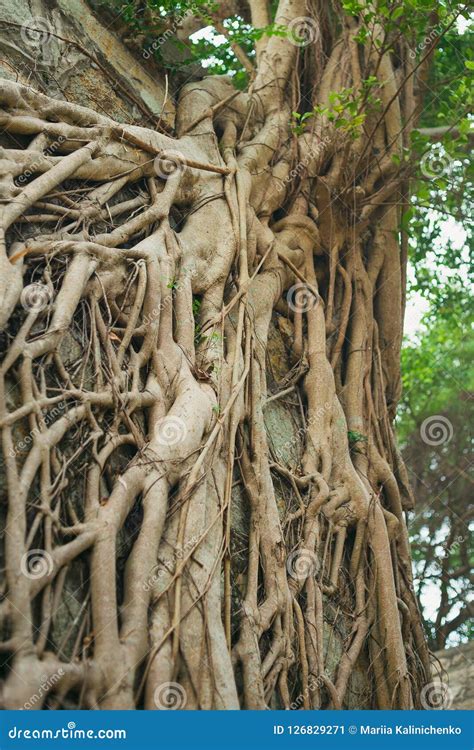 Tree Roots On The Wall Stock Image Image Of Nature