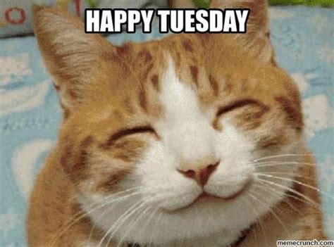 Happy Tuesday Cat 101 Funny Memes