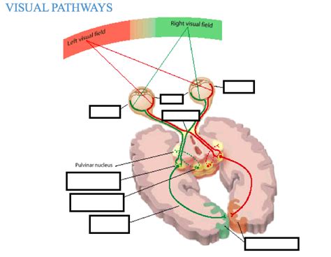 Diagram Of Visual Pathways Quizlet