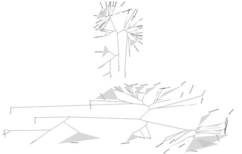 Issue With Angled Unrooted Tree Label · Issue 528 · Yulab Smuggtree