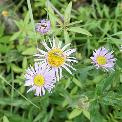 Showy Fleabane Erigeron Speciosus