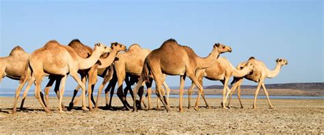 Herd Of Camels Walking Across The Desert Camel Herd Outdoors Camel