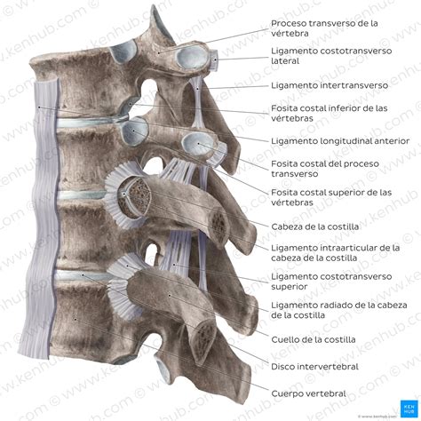 Ligamento Supraespinoso De La Columna Ujvqjf