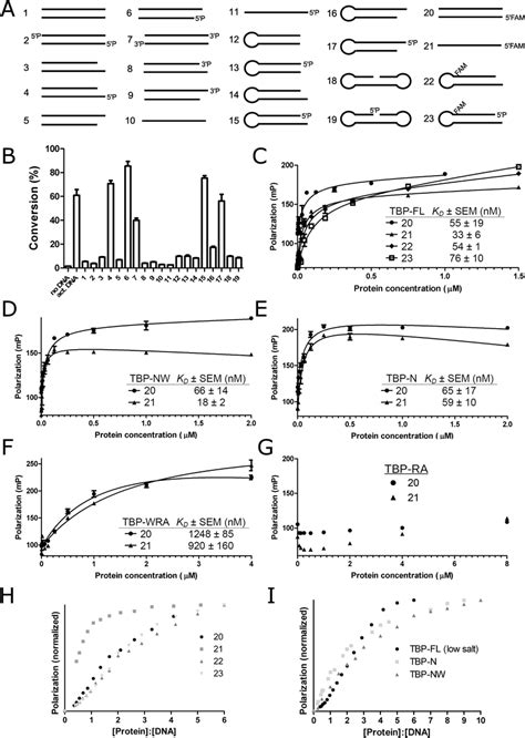 Selectivity Affinity And Stoichiometry Of Dna Binding A Dna