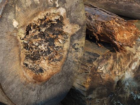 Tree Cross Section Stock Photo Image Of Stacked Background 54564328