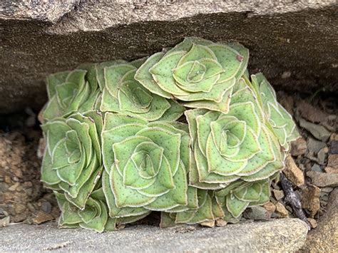 Quadrangularis