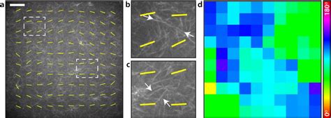 Polarisation Effects Dominate Orientational Analysis Of Randomly Download Scientific Diagram