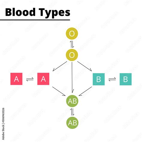 Blood Types Compatibility Diagram ABO Blood Group System Vector Illustration Stock
