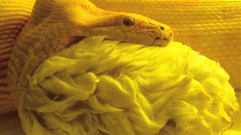 Burmese Python Wallpapers WallpaperSafari