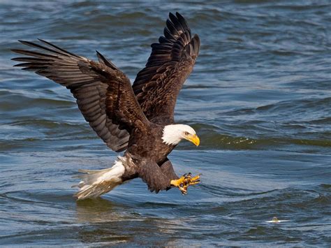 Download Bald Eagle Hunting Fish Pictures Wallpapers Com