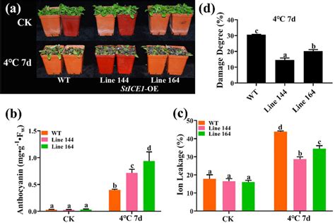 Phenotypes Of Stice1 Oe Arabidopsis Thaliana Under Cold Stress A B The Download Scientific