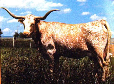 How To Measure The Quality Of A Texas Longhorn Female