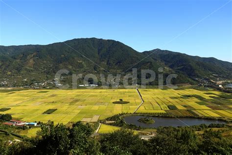 가을 하동 논 벼 시골 사진 이미지 일러스트 캘리그라피 Kissthe7ucky작가
