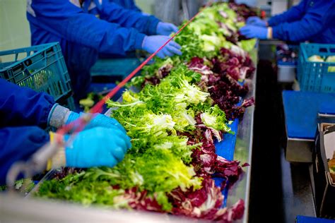 Pre Processing Of Fruits And Vegetables At Bret Comeaux Blog