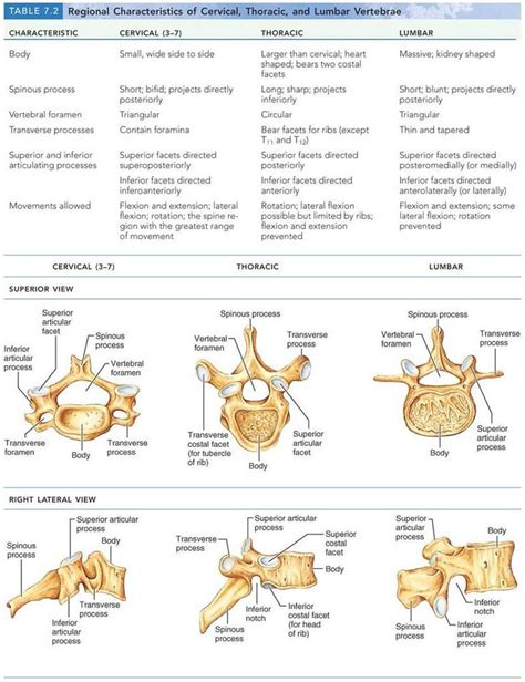 Cervical Thoracic Lumbar Vertebrae Diagram