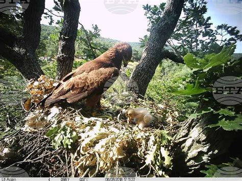 Ловци от сливенски и бургаски ловни дружини се обучават да опазват