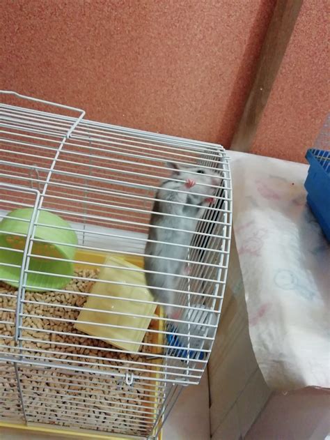 Мышь паук Пикабу