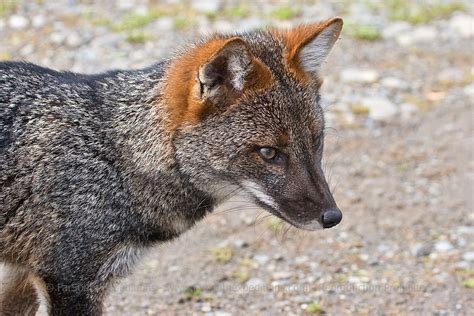 Darwins Fox Zorro Chilote Pseudalopex Fulvipes Far South Expeditions