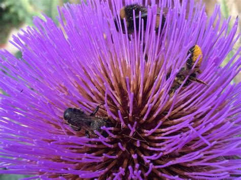 Sandgate Community Garden Update 16 August 2020 Sandgate Parish Council