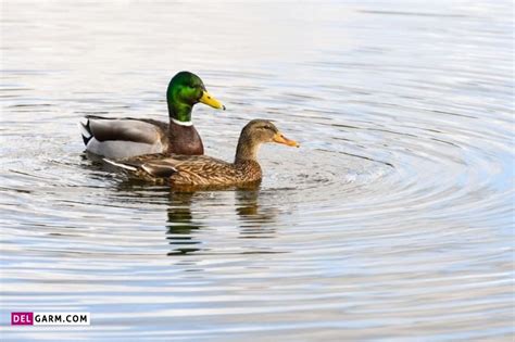 700 اسم زیبا برای اردک و جوجه اردک نر،ماده