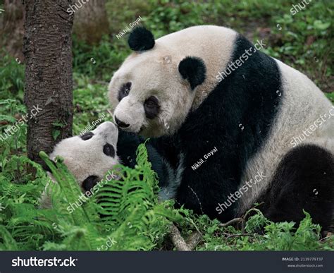 Panda Bear Photos Images Stock Photos Vectors Shutterstock