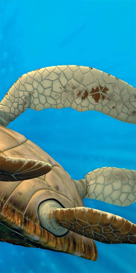 Phone Wallpaper Finding Nemo Crush Finding Nemo Turtle Movie 272921