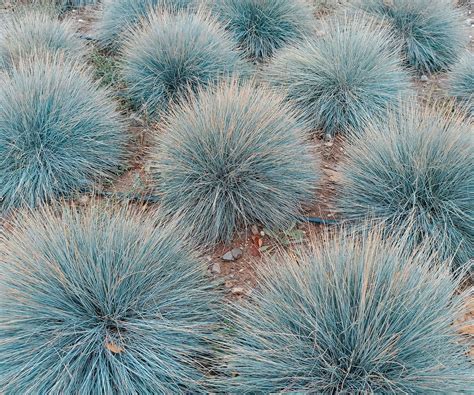 Unique Ornamental Native Grasses For Shape And Movement Gardening
